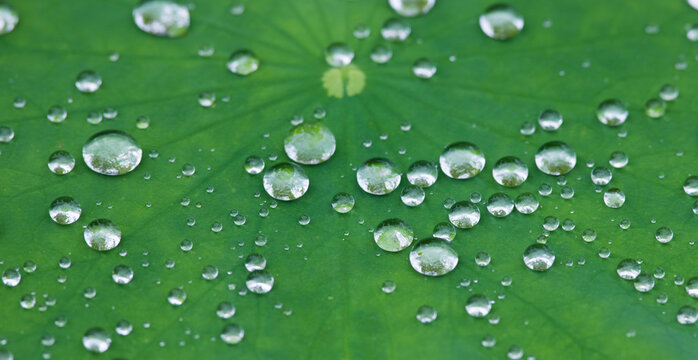 「Lotuseffekt」の写真素材 | 670件の無料イラスト画像 | Adobe Stock