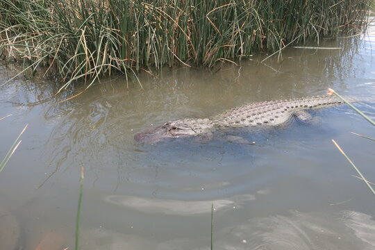 Alligators Images – Browse 101,339 Stock Photos, Vectors, and Video ...