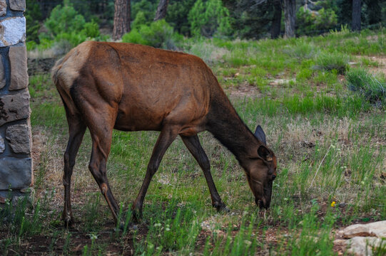 "Female Elk" Images – Browse 232 Stock Photos, Vectors, and Video ...