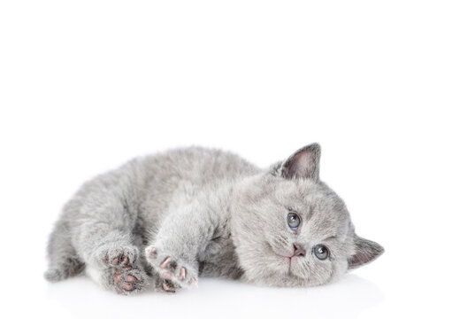 Cutw Images – Browse 15 Stock Photos, Vectors, and Video | Adobe Stock