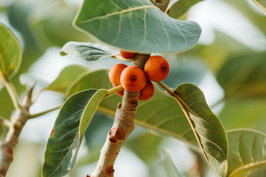 รูปภาพFructify – เลือกดูภาพถ่ายสต็อก เวกเตอร์ และวิดีโอ580 | Adobe Stock