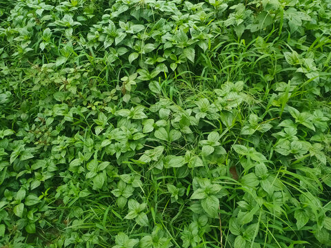 Grash Images – Browse 35 Stock Photos, Vectors, and Video | Adobe Stock