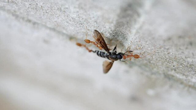 Obrazy (Gaster) — zdjęcia, wektory i wideo bez tantiem (3,169) | Adobe ...