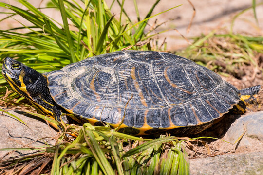 "Water Tortoise" Imagens – Procure 324 fotos, vetores e vídeos | Adobe ...