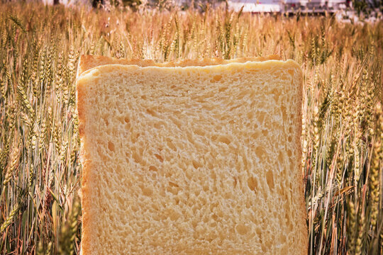 Whaet Images – Browse 66 Stock Photos, Vectors, and Video | Adobe Stock