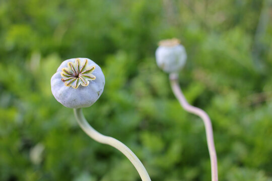 "Poppy Straw" Bilder – Durchsuchen 1,105 Archivfotos, Vektorgrafiken ...
