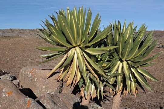 Afro-Alpine Images – Browse 34 Stock Photos, Vectors, and Video | Adobe ...