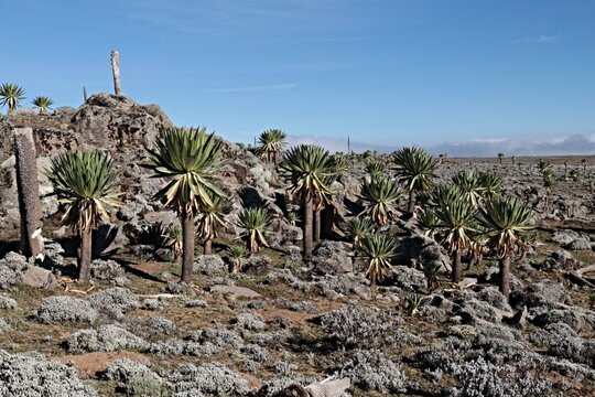 Afro-Alpine Images – Browse 34 Stock Photos, Vectors, and Video | Adobe ...