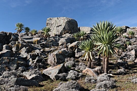 Afro-Alpine Images – Browse 34 Stock Photos, Vectors, and Video | Adobe ...