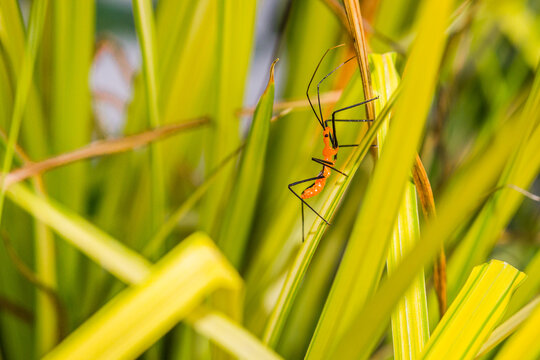 รูปภาพHarpactorinae – เลือกดูภาพถ่ายสต็อก เวกเตอร์ และวิดีโอ81 | Adobe ...