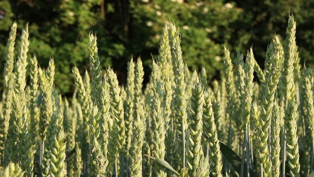 Imagens de Winterweizen – Explore Fotografias do Stock, Vetores e ...