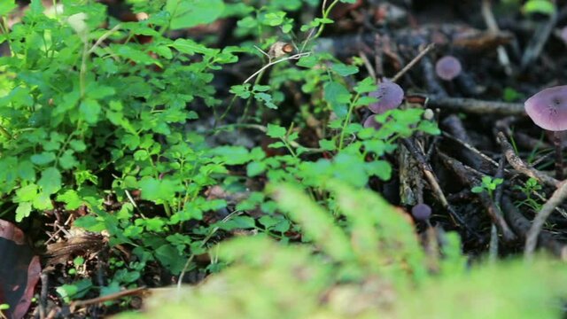 Deceiver Images – Browse 1,859 Stock Photos, Vectors, and Video | Adobe ...