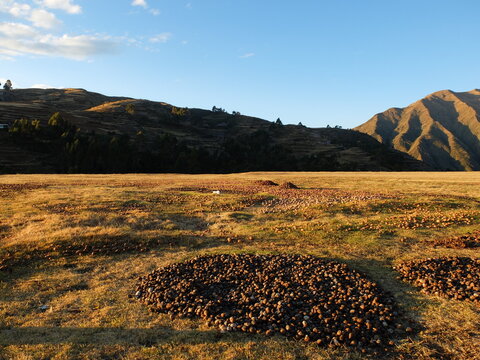 Harverst Bilder – Durchsuchen 436 Archivfotos, Vektorgrafiken und ...