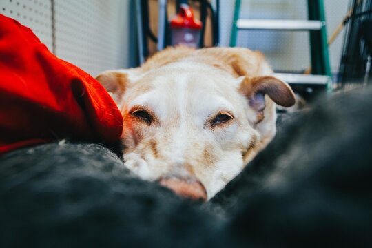 Yellow Lab Lying Down Images – Browse 23,532 Stock Photos, Vectors, and ...