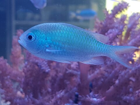 รูปภาพChromis – เลือกดูภาพถ่ายสต็อก เวกเตอร์ และวิดีโอ1,765 | Adobe Stock