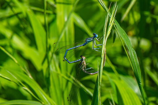Accouplement Immagini - Sfoglia 1,279 foto, vettoriali e video Stock ...