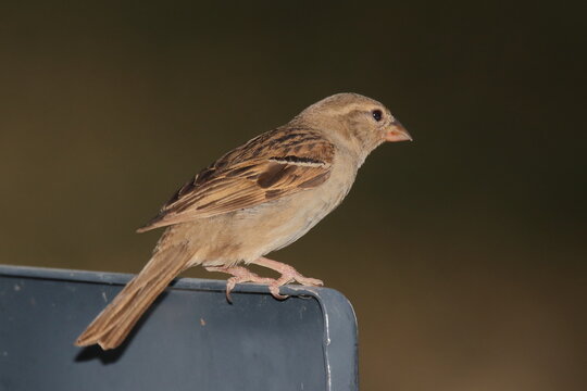 Spatz Images – Parcourir 14,341 le catalogue de photos, vecteurs et ...