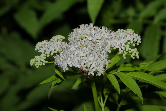 「Hollunder」の画像 - 497 件の Stock 写真、ベクターおよびビデオ | Adobe Stock