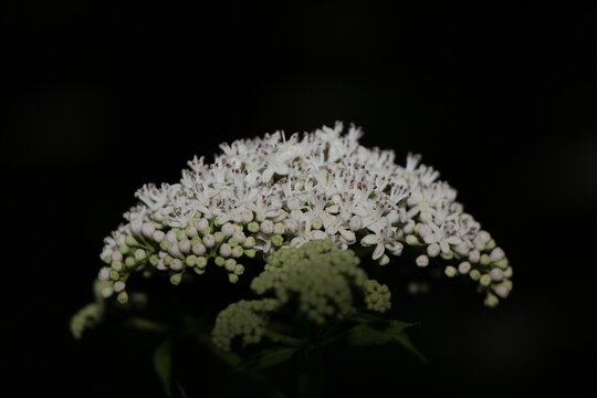 Hollunder Images – Browse 497 Stock Photos, Vectors, and Video | Adobe ...