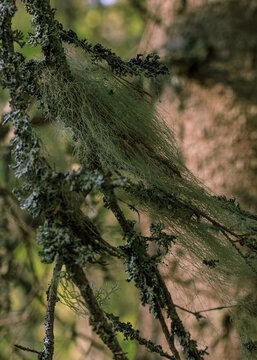 "Tree Hair" Images – Browse 50 Stock Photos, Vectors, and Video | Adobe ...