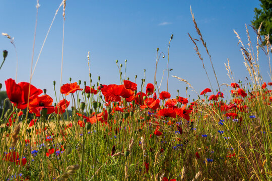 Mohnblumenwiese bilder – Bläddra bland 432 stockfoton, vektorer och ...