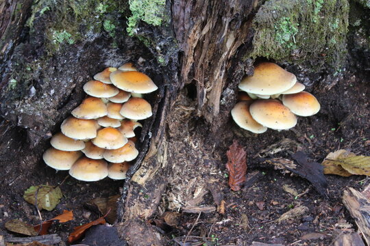 รูปภาพMoignon – เลือกดูภาพถ่ายสต็อก เวกเตอร์ และวิดีโอ704 | Adobe Stock