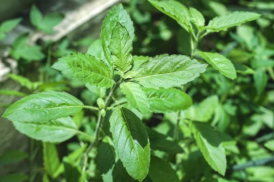 Tulsi Leaf In Tagalog