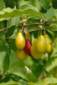 Dogberry-Tree Bilder – Durchsuchen 262 Archivfotos, Vektorgrafiken und ...