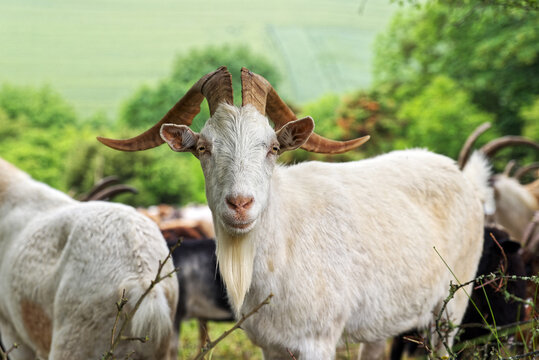 Stolidly Bilder – Durchsuchen 1,260 Archivfotos, Vektorgrafiken und ...