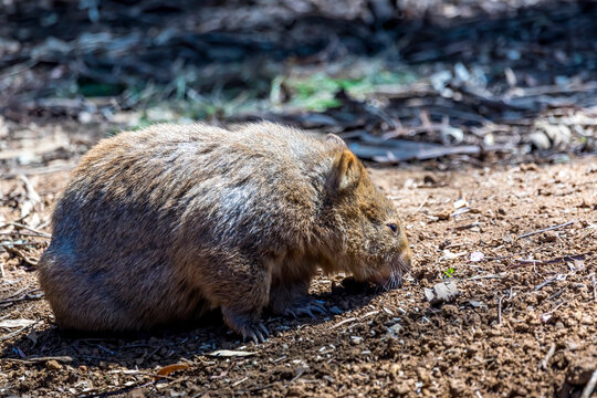 "Common Wombat" Bilder – Durchsuchen 873 Archivfotos, Vektorgrafiken ...
