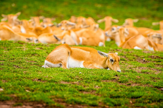รูปภาพBarasingha – เลือกดูภาพถ่ายสต็อก เวกเตอร์ และวิดีโอ653 | Adobe Stock