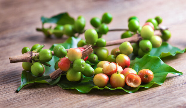 Jamoke Bilder – Durchsuchen 4,531 Archivfotos, Vektorgrafiken und ...