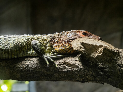 Caiman Lizard Care