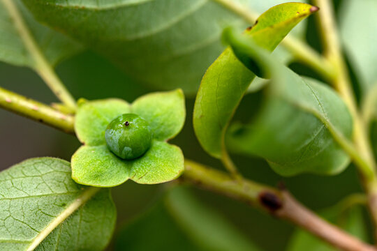 Persimmon Flower Images – Browse 4,812 Stock Photos, Vectors, and Video ...