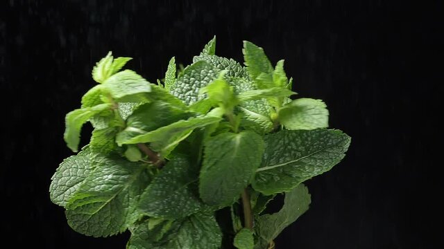 Mint Video Footage – Browse 33,000 HD Stock Video and Footage | Adobe Stock