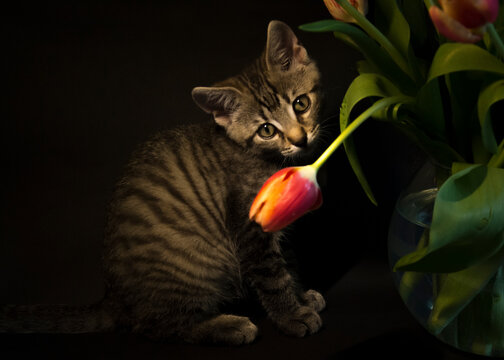 รูปภาพKotek – เลือกดูภาพถ่ายสต็อก เวกเตอร์ และวิดีโอ1,997 | Adobe Stock
