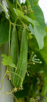 Galka Images – Browse 40 Stock Photos, Vectors, and Video | Adobe Stock