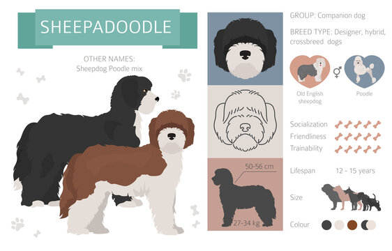 รูปภาพSheepadoodle – เลือกดูภาพถ่ายสต็อก เวกเตอร์ และวิดีโอ123 | Adobe ...