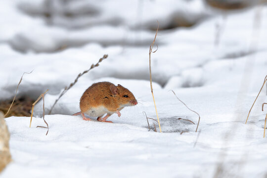 Poze Images – Browse 52 Stock Photos, Vectors, and Video | Adobe Stock