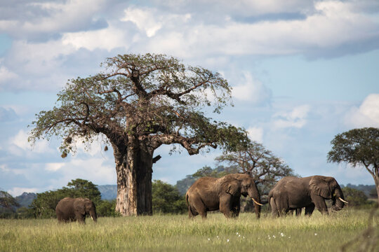 "African Safari Landscape" Images – Browse 174 Stock Photos, Vectors ...
