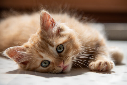 Gattini 이미지 – 찾아보기 4,019 스톡 사진, 벡터 및 비디오 | Adobe Stock