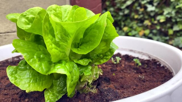 valbunny photos, images, assets | Adobe Stock