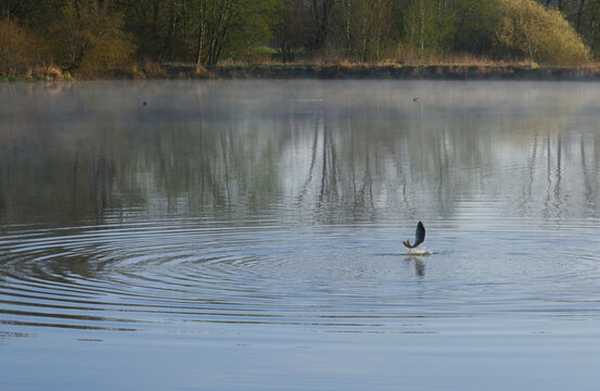 "Springender Bilder – Durchsuchen 430 Archivfotos, Vektorgrafiken und ...