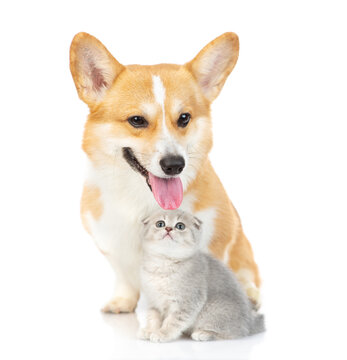 Corgi Scottish Images – Browse 533 Stock Photos, Vectors, and Video ...