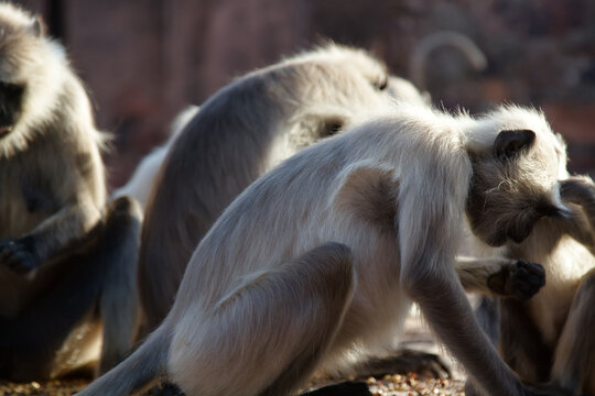 "Bunch Monkeys" Billeder – Gennemse 134 stockfotos, vektorer og videoer ...