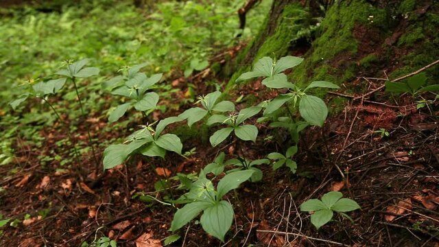 Melanthiaceae Images – Browse 478 Stock Photos, Vectors, and Video ...