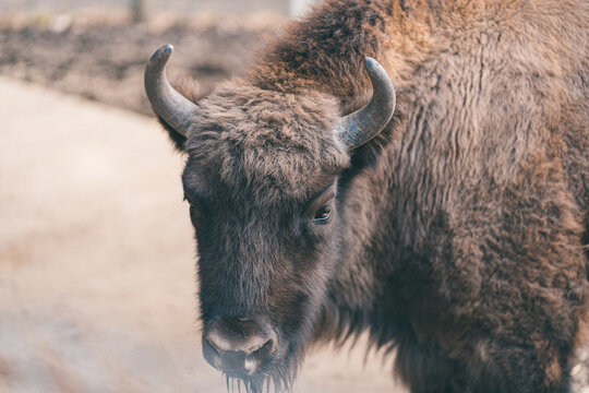 Zimbru Images – Browse 59 Stock Photos, Vectors, and Video | Adobe Stock