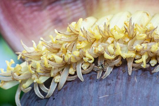 รูปภาพTepal – เลือกดูภาพถ่ายสต็อก เวกเตอร์ และวิดีโอ4,543 | Adobe Stock