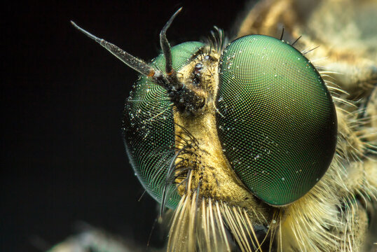 Dipteros Images – Browse 153 Stock Photos, Vectors, and Video | Adobe Stock