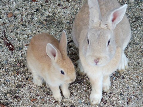 Usagi Images – Browse 615 Stock Photos, Vectors, and Video | Adobe Stock